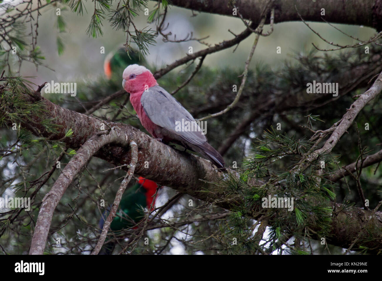 Galah in tree hi-res stock photography and images - Alamy