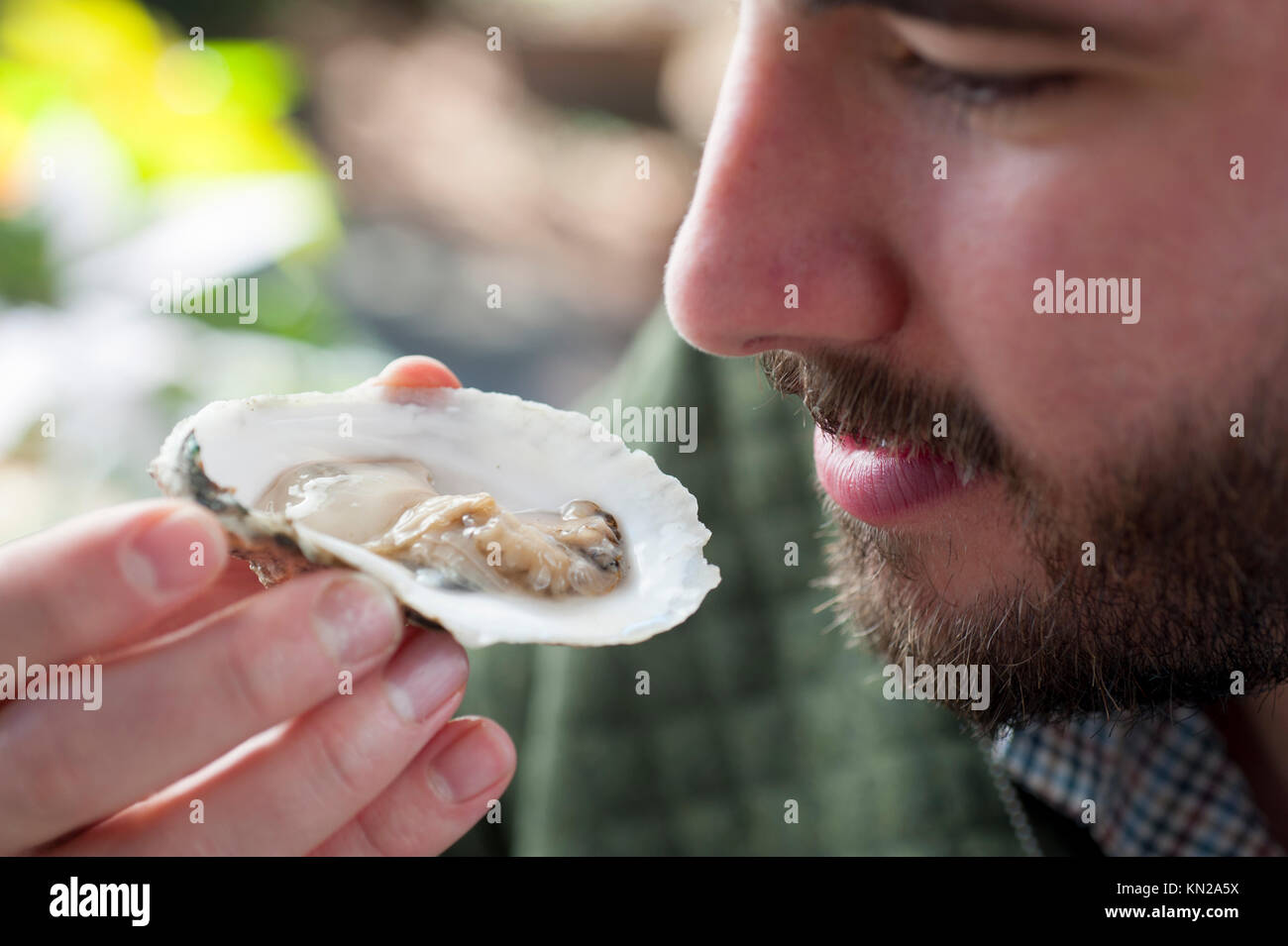 USA Virginia VA Williamsburg Winery food tidewater raw oysters on a ...