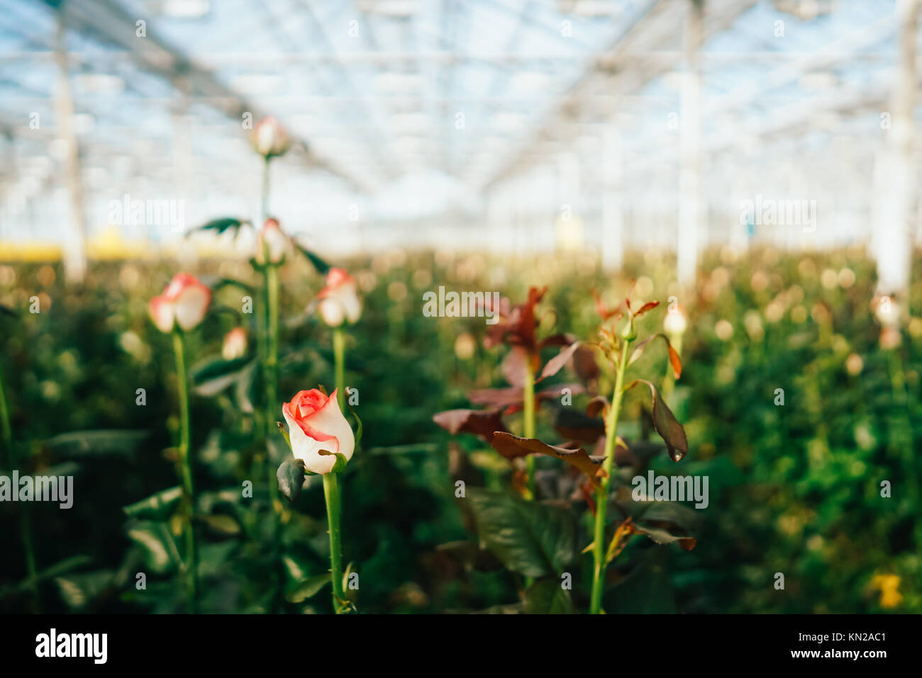 Greenhouse roses growing under daylight hi-res stock photography and ...