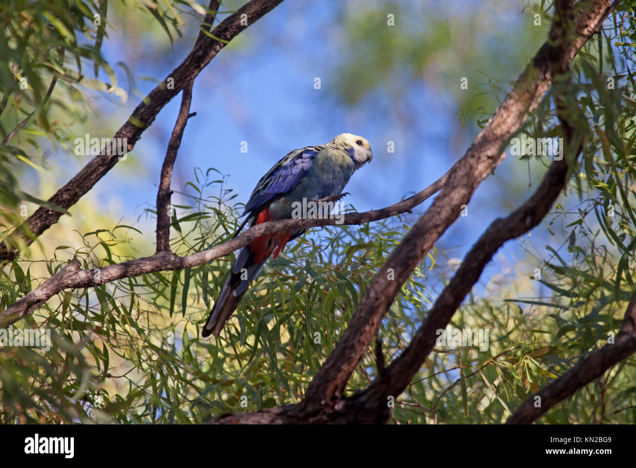 Pale headed rosella perched in tree in Queensland Australia Stock Photo ...