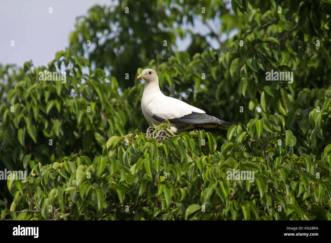 Pied imperial pigeon perched in canopy of tree in Cairns Queensland ...