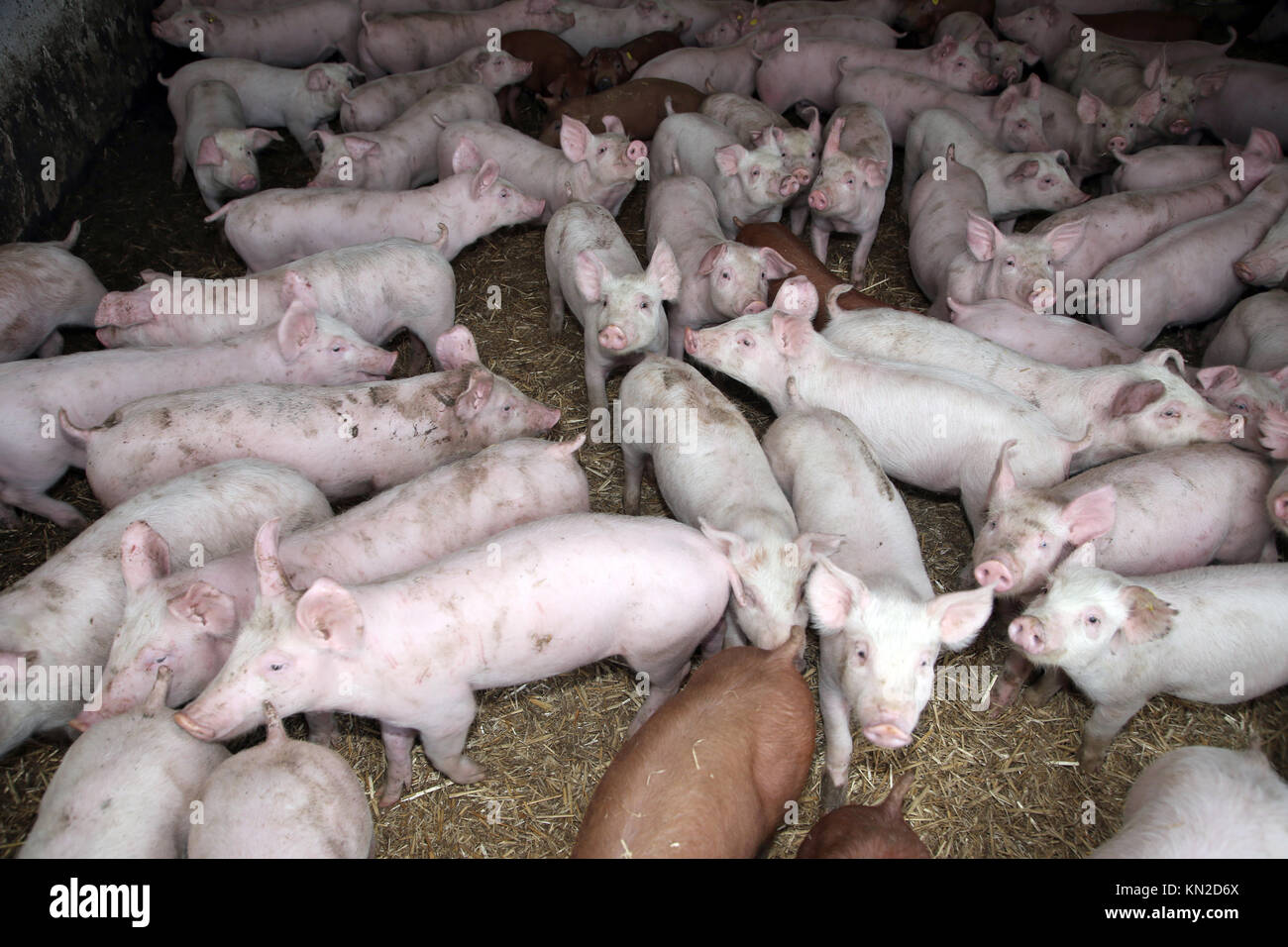 Herd of few months old hungry piglets at bio farm Stock Photo - Alamy