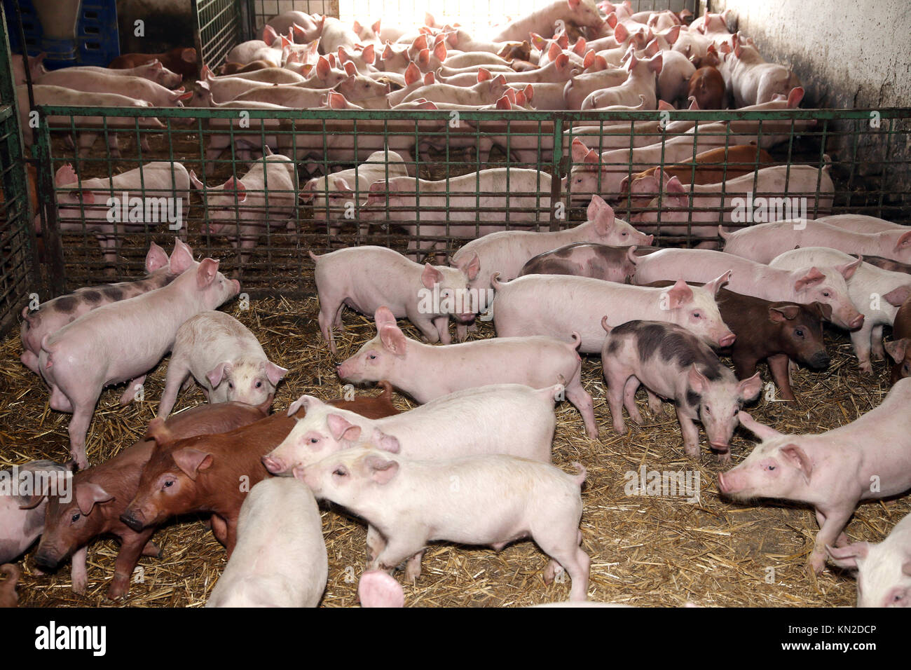 Livestock breeding. Picture from above group of pigs in farm yard Stock ...