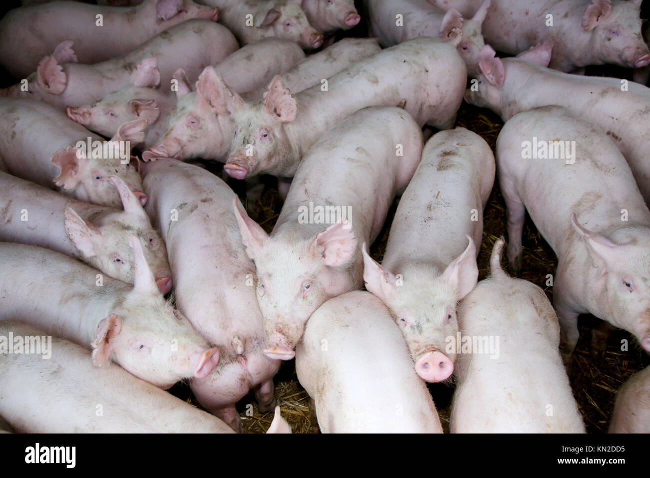 Livestock breeding. Picture from above group of pink colored pigs in ...