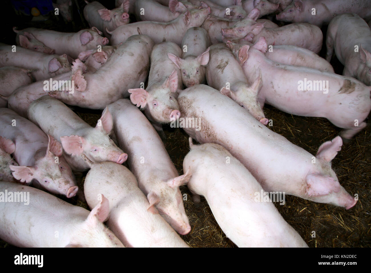 Herd of few months old hungry piglets Stock Photo - Alamy