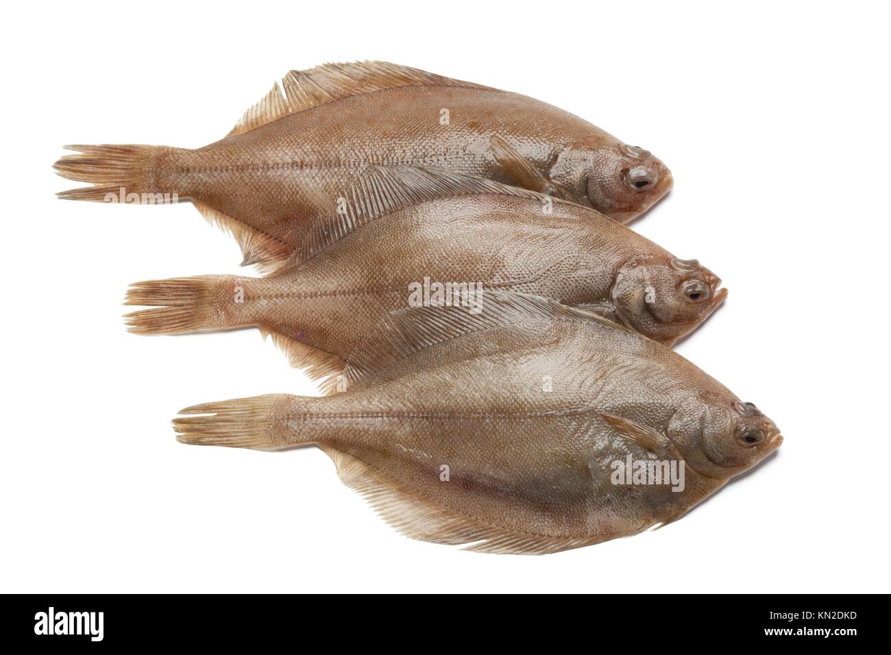 Common dab fishes on white background Stock Photo - Alamy
