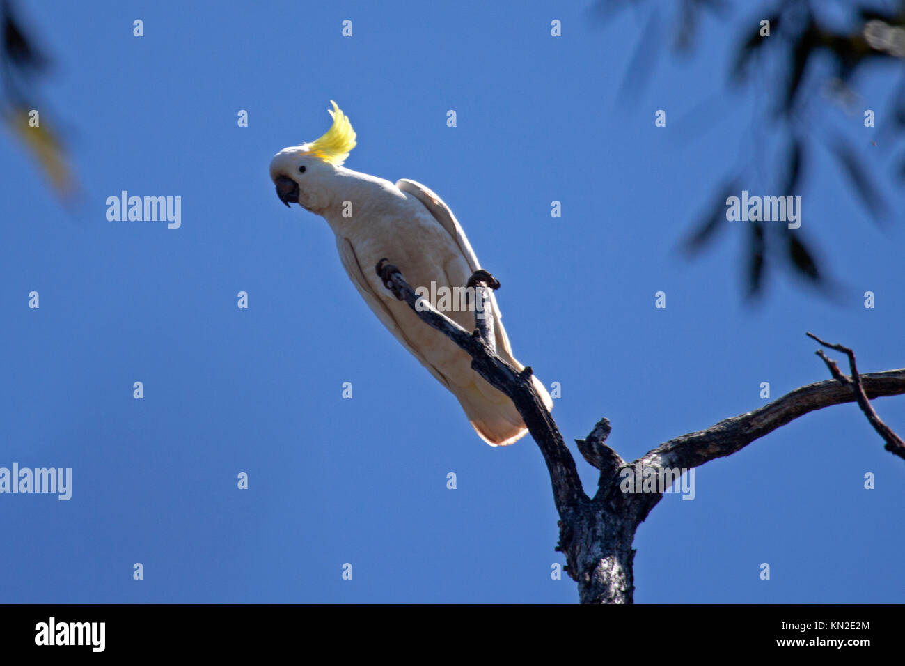 Sulphur crested cockatoos in tree hi-res stock photography and images ...