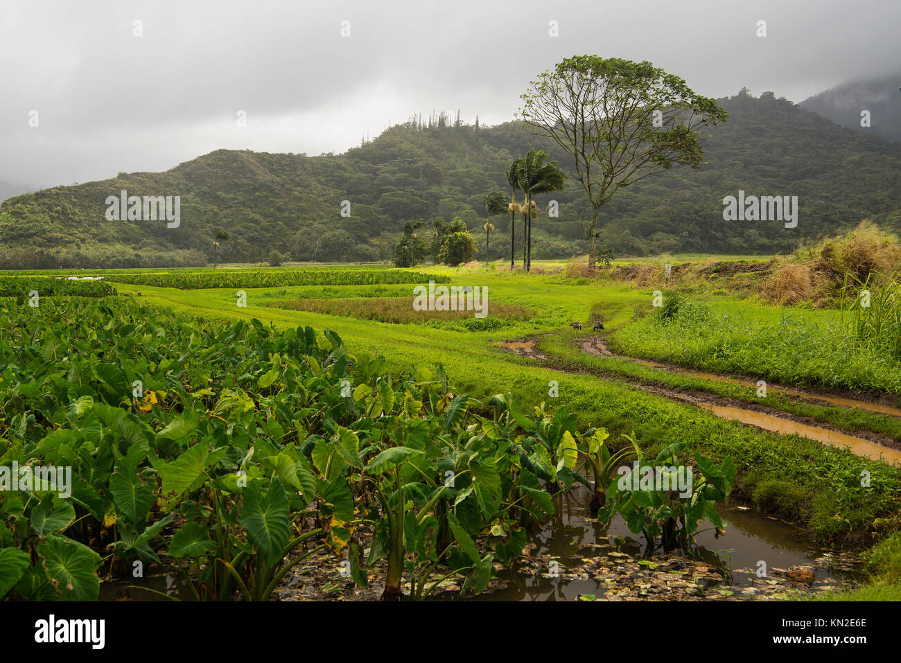 Taro root farm hawaii hi-res stock photography and images - Alamy