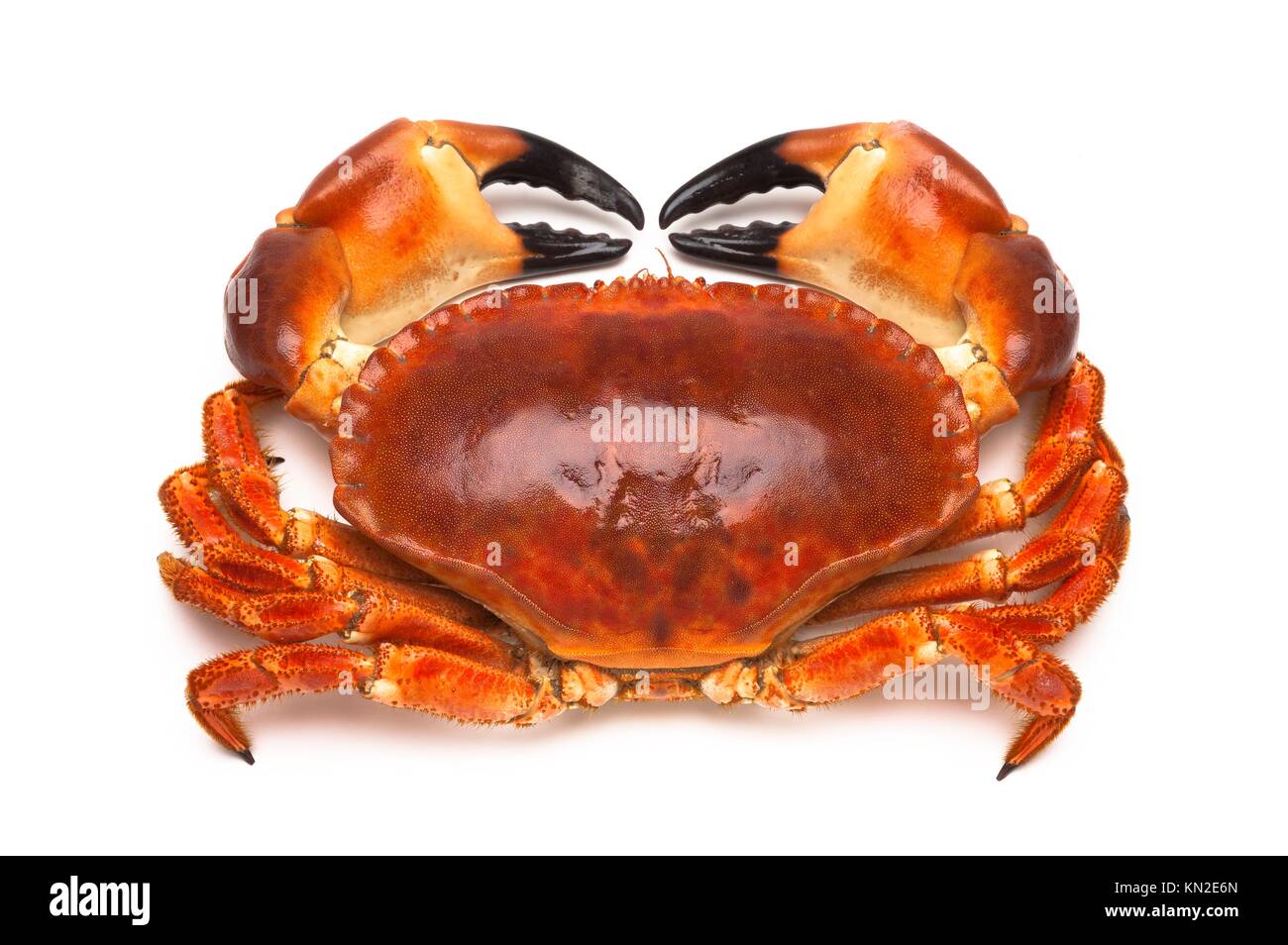 Cancer pagurus edible crab Cut Out Stock Images & Pictures - Alamy