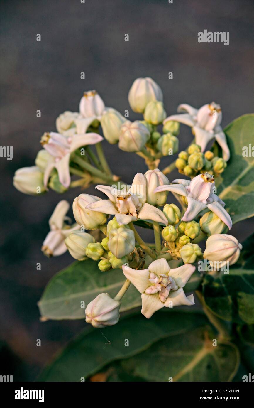Family of calotropis hi-res stock photography and images - Alamy