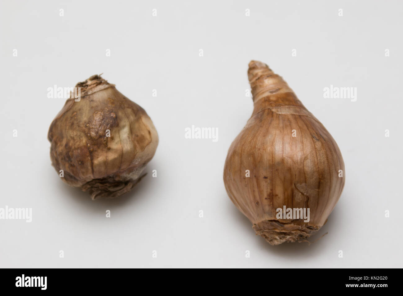 Plant daffodil bulbs hi-res stock photography and images - Alamy