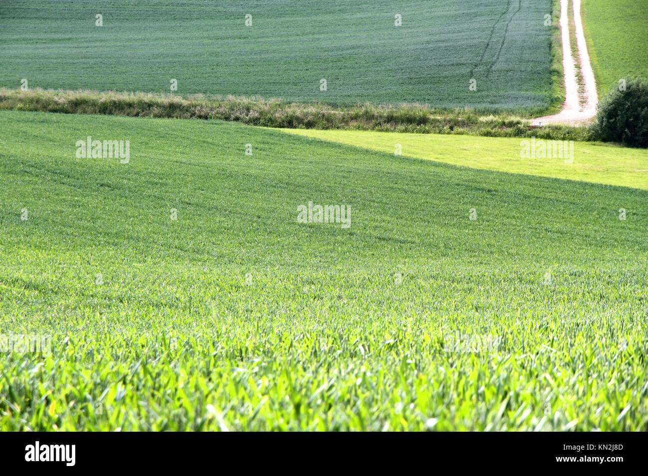 A typical german landscape with different fields and a forest Stock ...