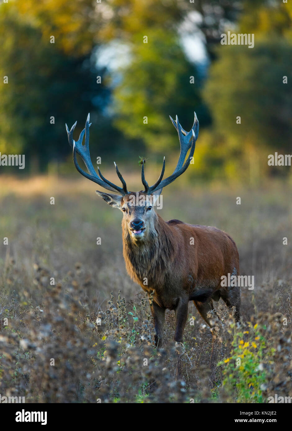 Red deer (Cervus elaphus Stock Photo - Alamy