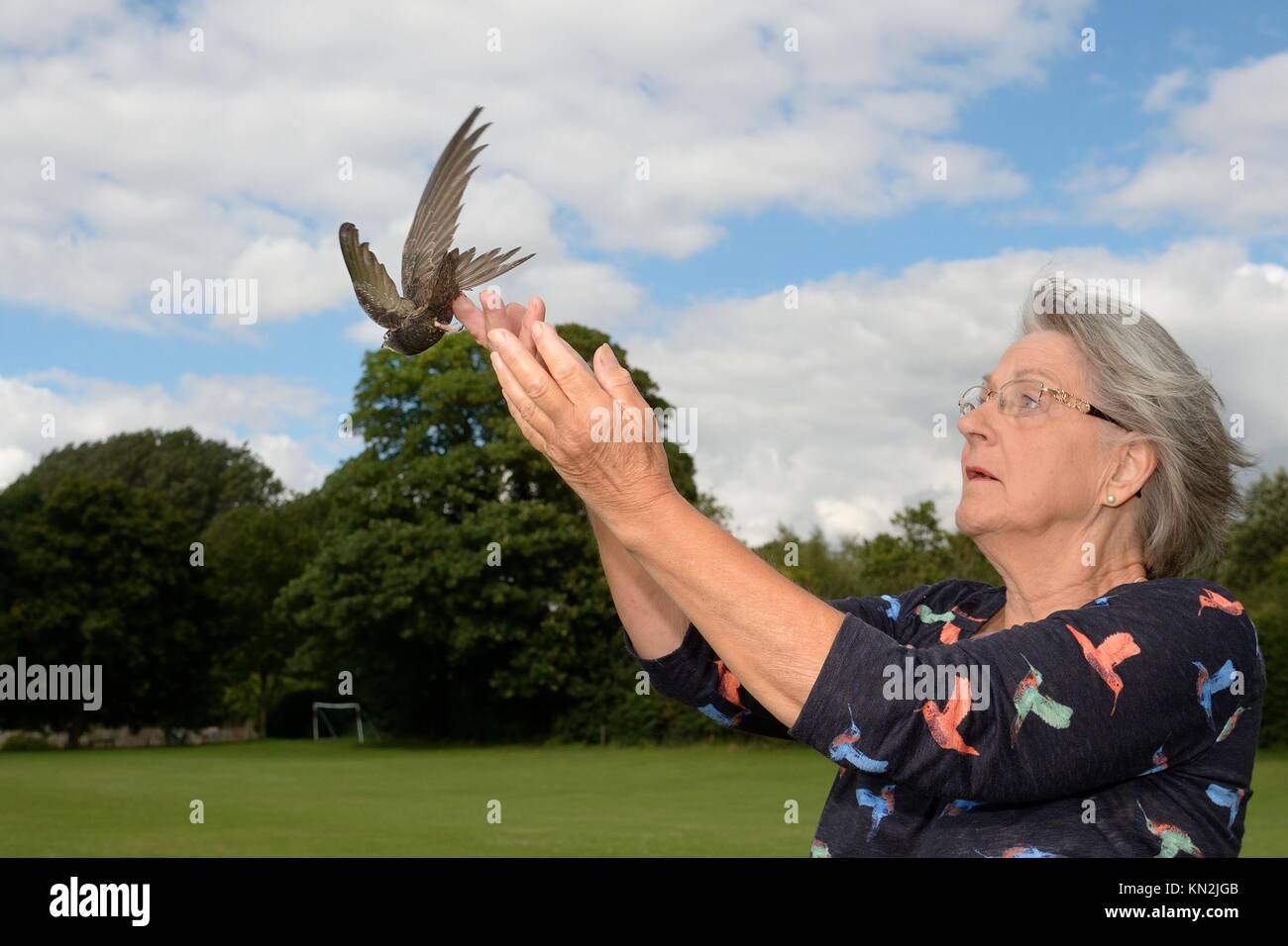 Judith Wakelam releasing an orphaned Common swift chick (Apus apus) she ...