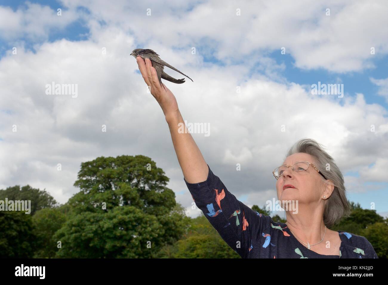 Judith Wakelam releasing an orphaned Common swift chick (Apus apus) she ...