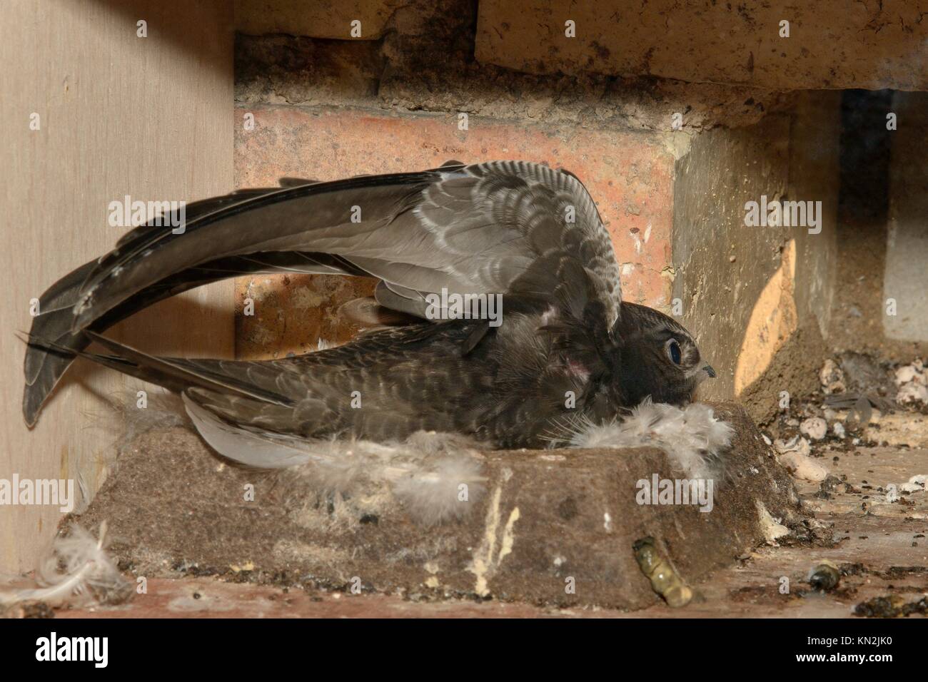 Almost fully grown Common swift chick (Apus apus) exercising its wings ...
