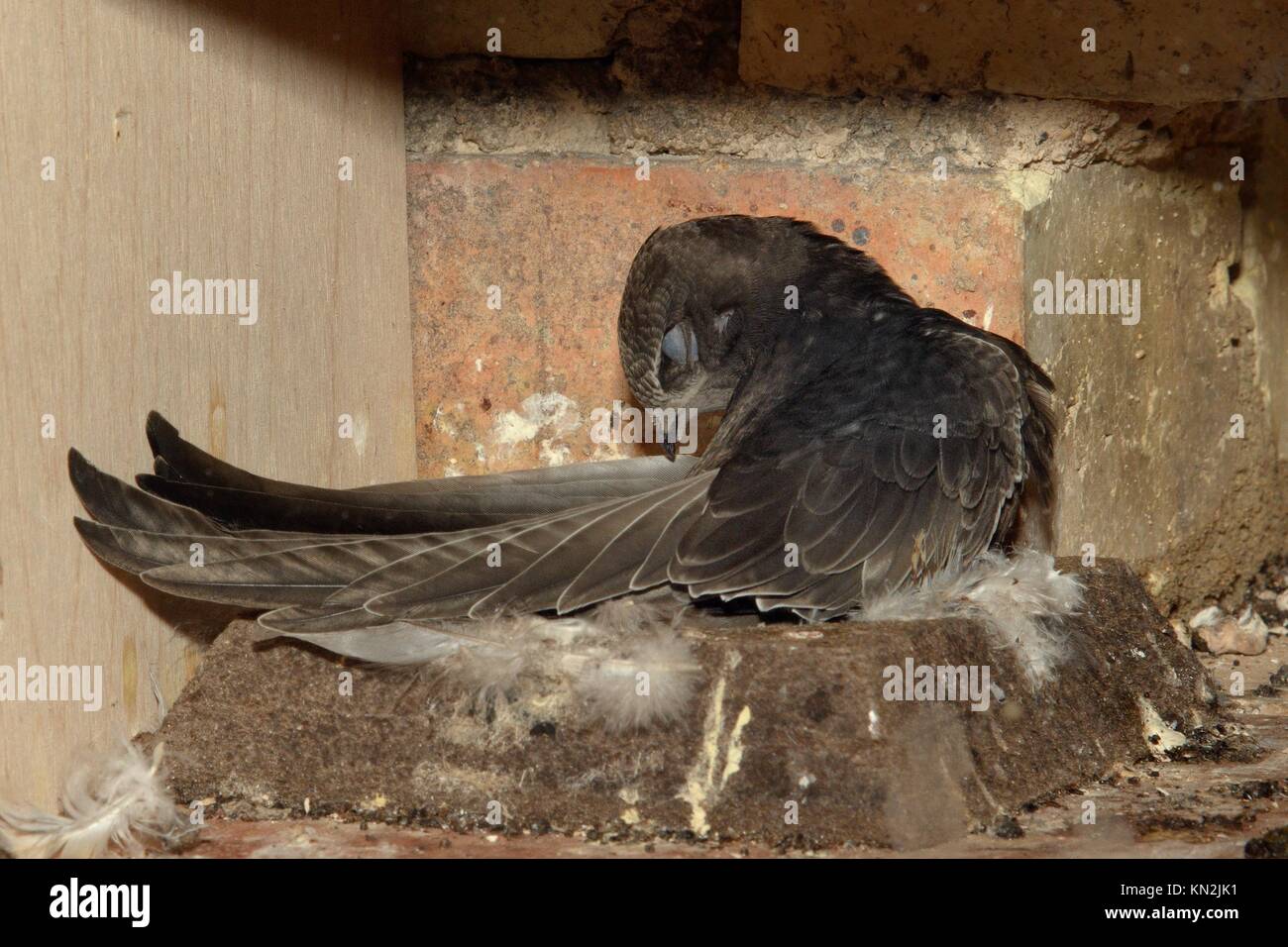 Almost fully grown Common swift chick (Apus apus) preening its wing as ...