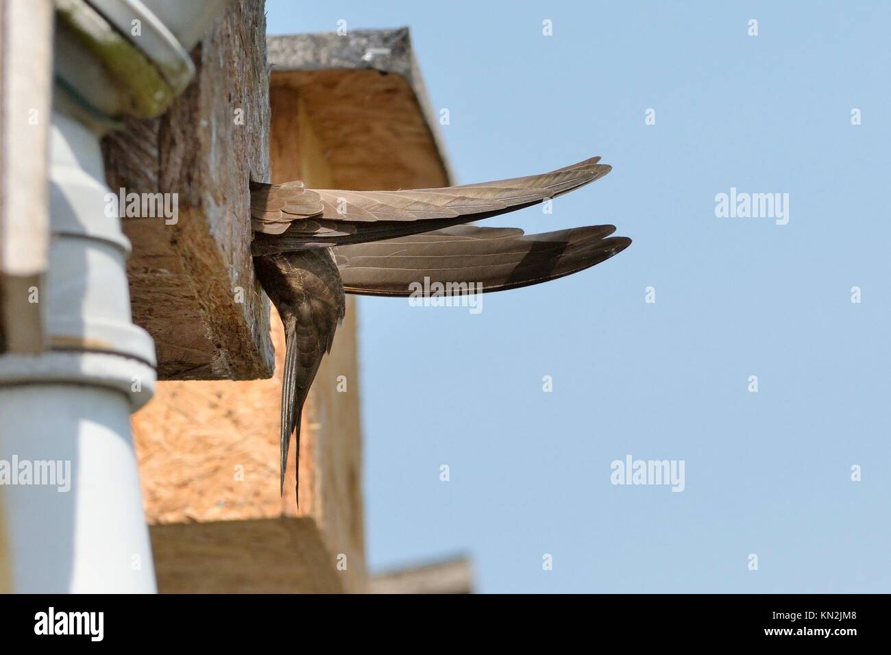 Common swift apus apus nest box hi-res stock photography and images - Alamy