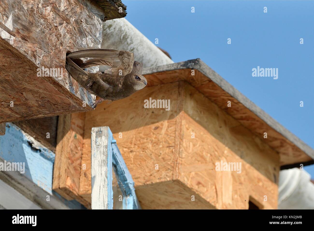 Common swift nestbox hi-res stock photography and images - Alamy