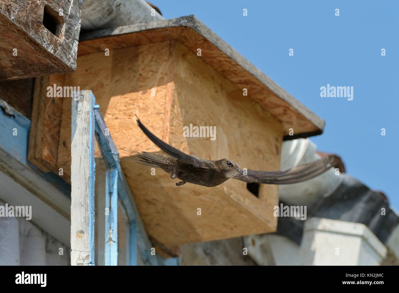 Common swift (Apus apus) flying from a nest box after feeding its ...