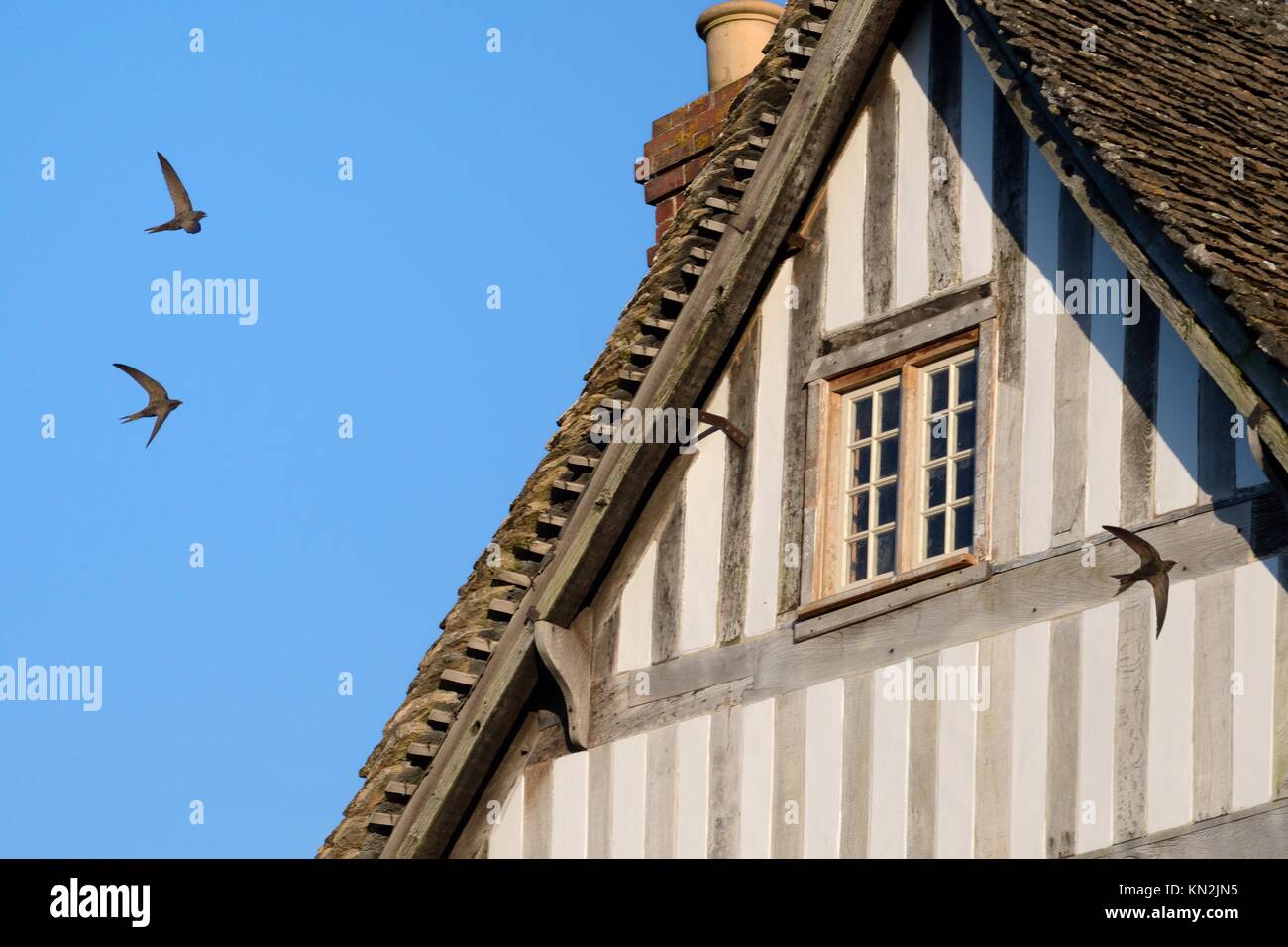 Common swift apus hi-res stock photography and images - Alamy
