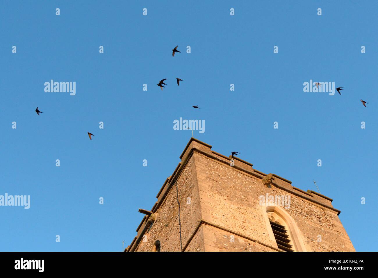 Screaming party of Common swifts (Apus apus) flying around a church ...
