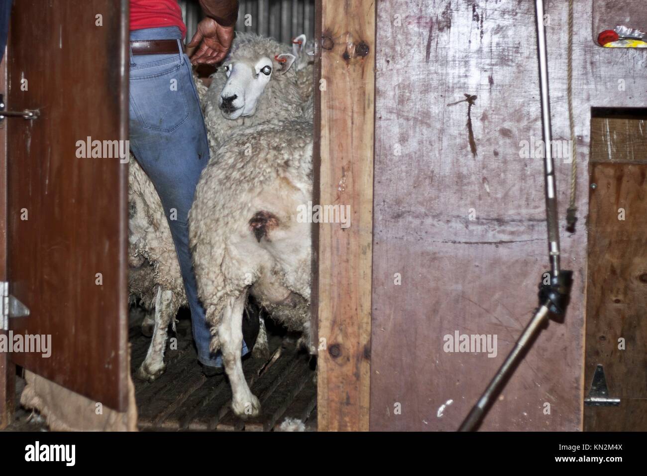 Sheep shearing in New Zealand Stock Photo - Alamy