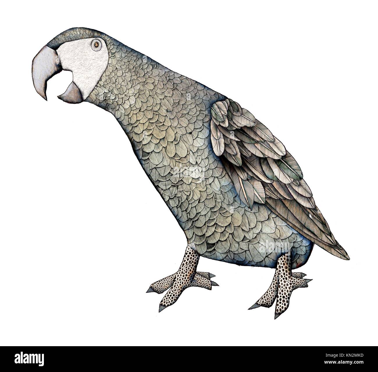 Image of african grey parrot hi-res stock photography and images - Alamy