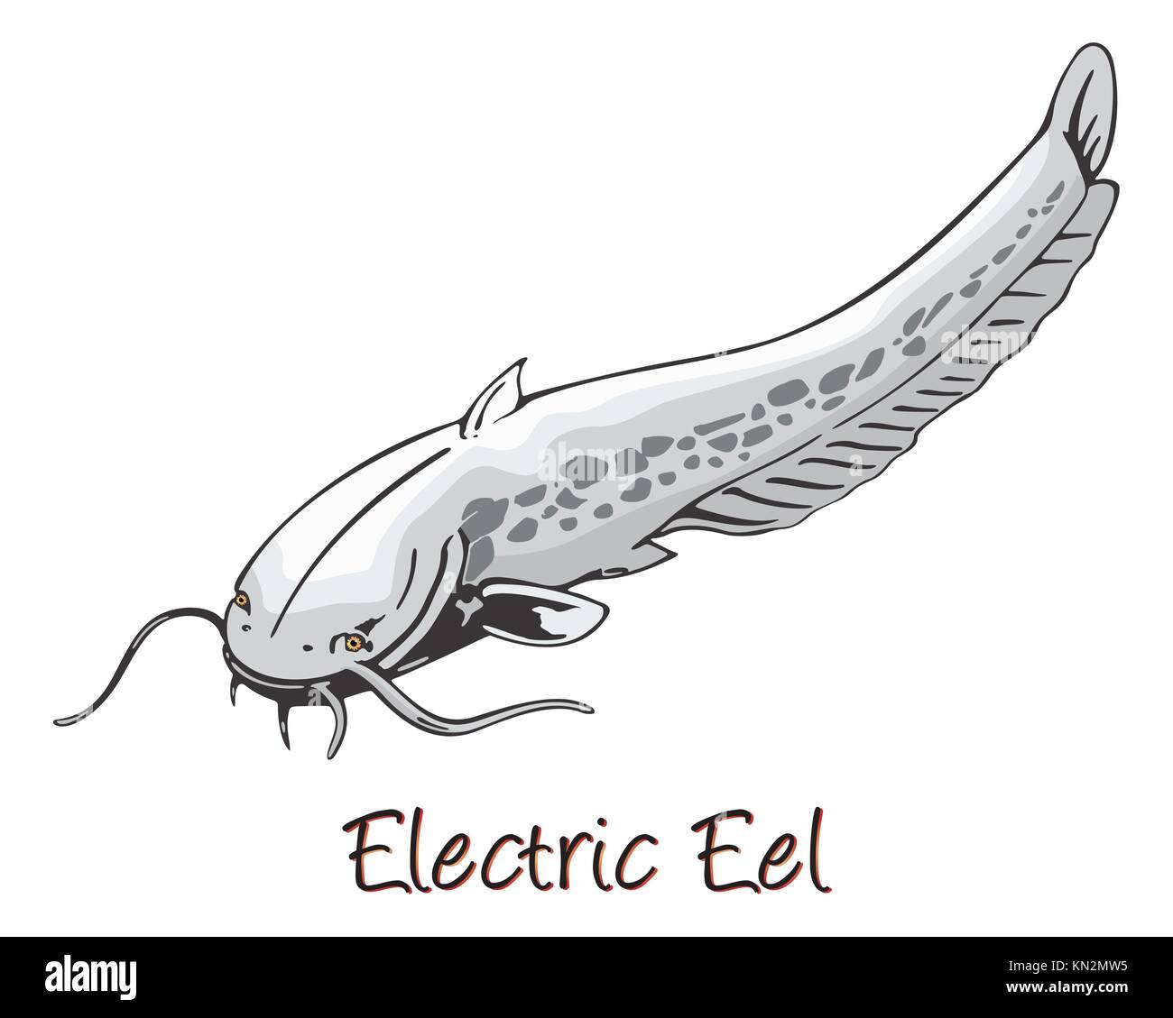 Electric Eel Aquarium High Resolution Stock Photography and Images - Alamy