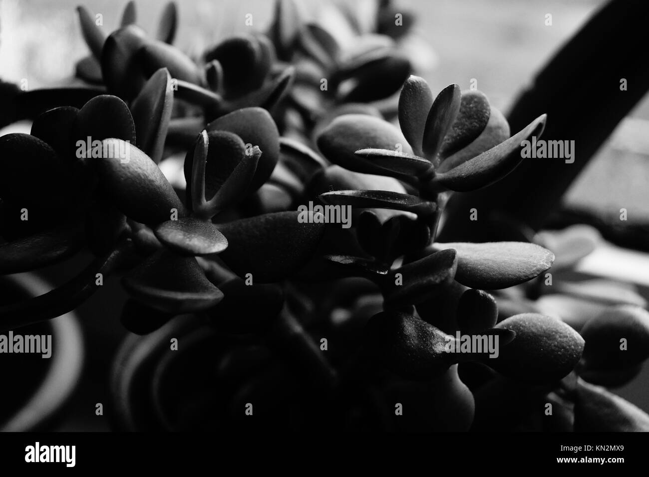 plants home bw Stock Photo - Alamy
