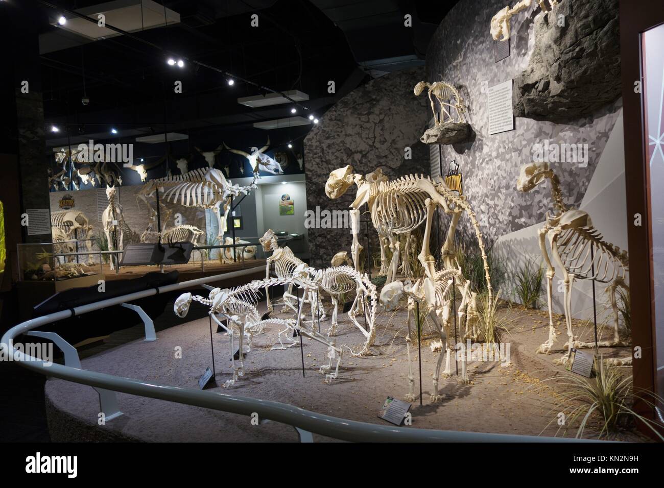 Skeletons of different animal species, on display at the Skeletons ...
