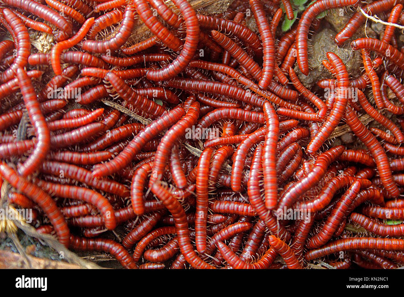 Millipede coil hi-res stock photography and images - Alamy