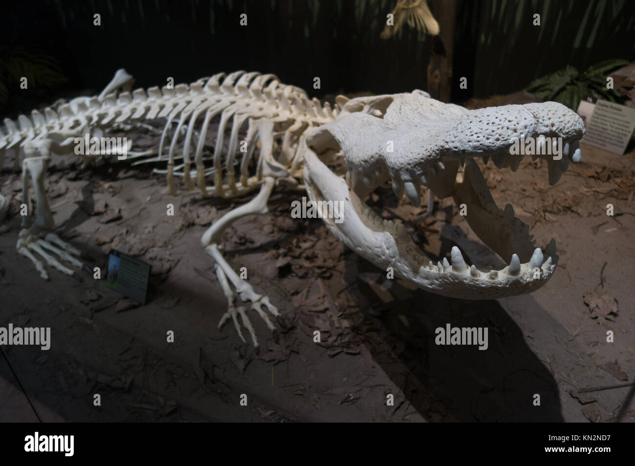 Crocodile Skeleton Labeled
