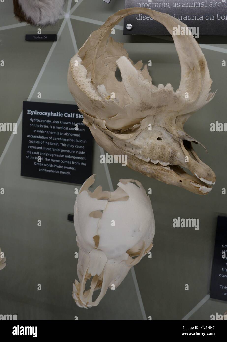 Skulls of hydrocephalic calves at the Skeletons Museum of Osteology in ...