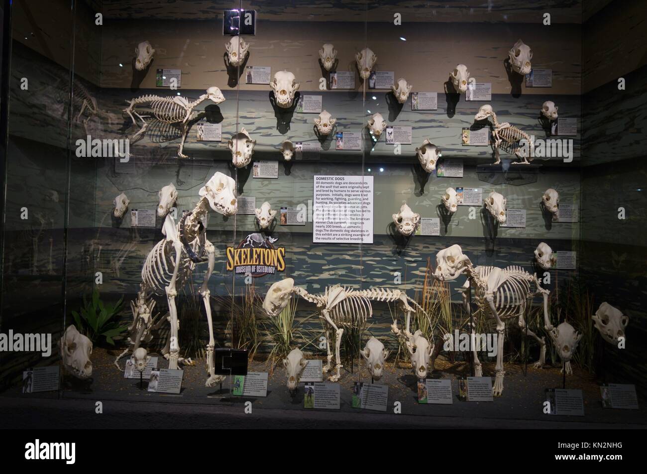 A display of different types of dog skeletons, at the Skeletons Museum ...