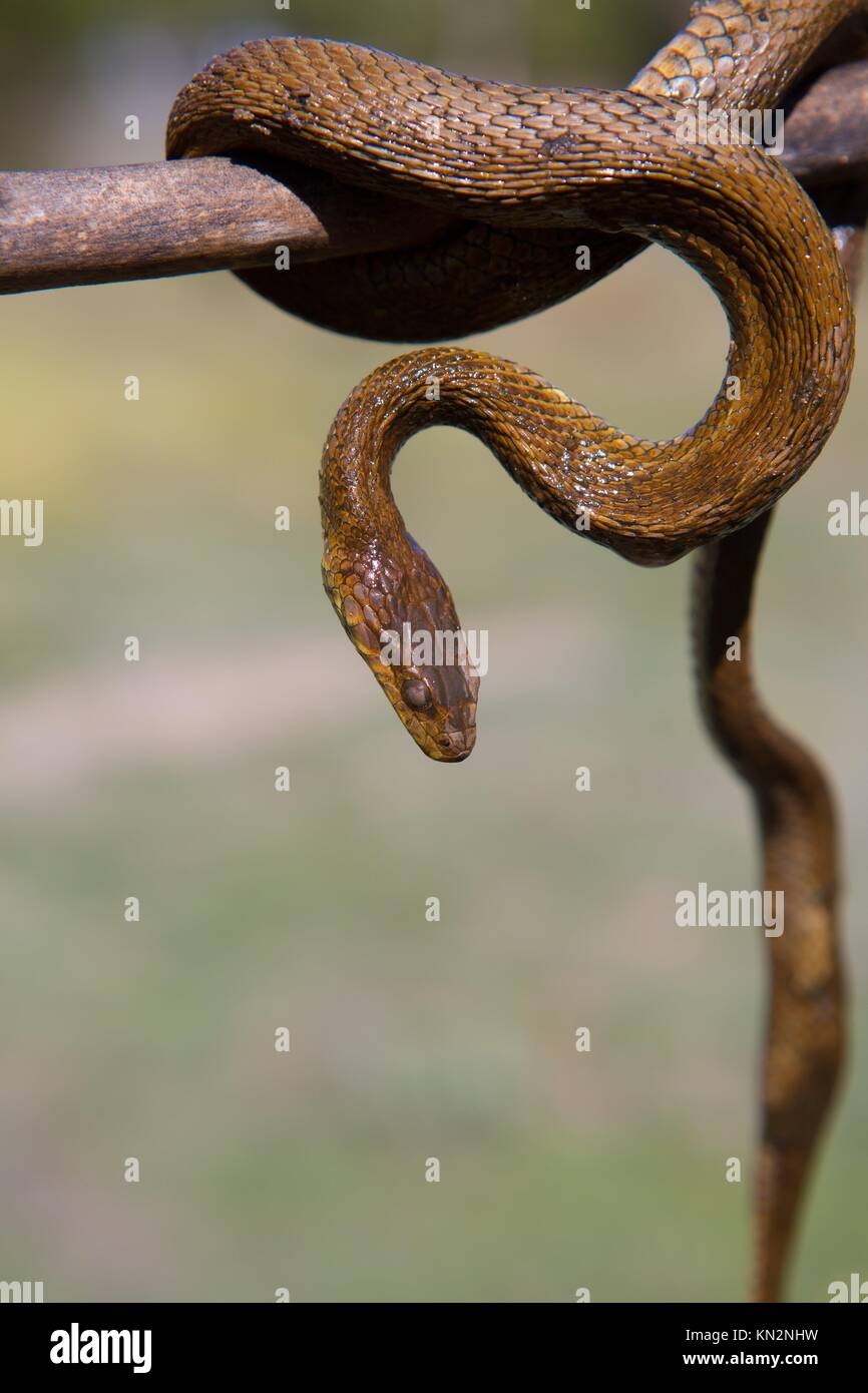 Stick Snake High Resolution Stock Photography and Images - Alamy