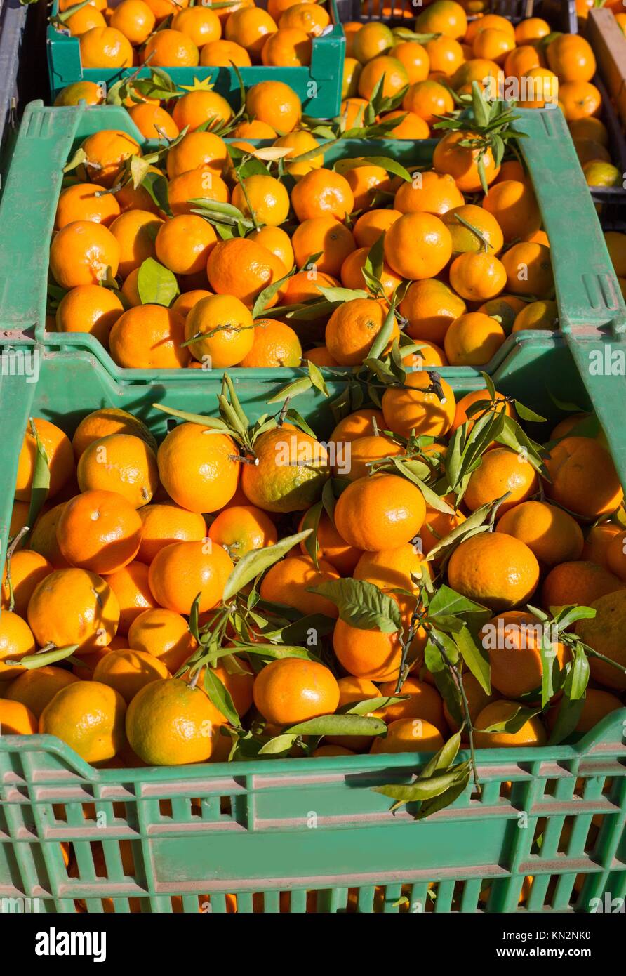 Orange tangerine fruits in harvest basket boxes in a row Stock Photo ...