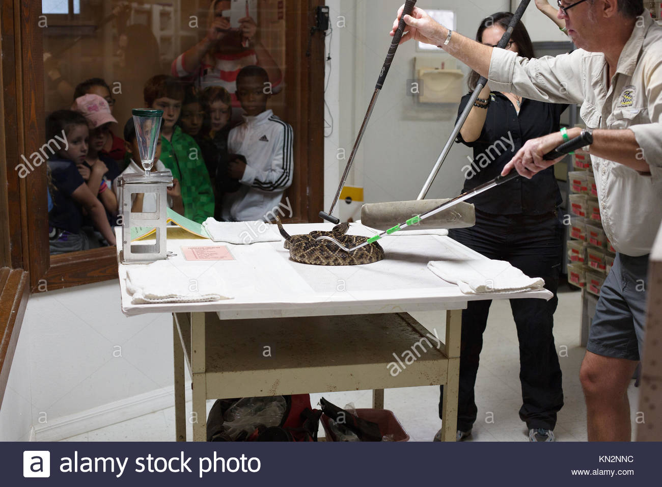 Eastern Diamondback Rattlesnake Stock Photos & Eastern Diamondback ...