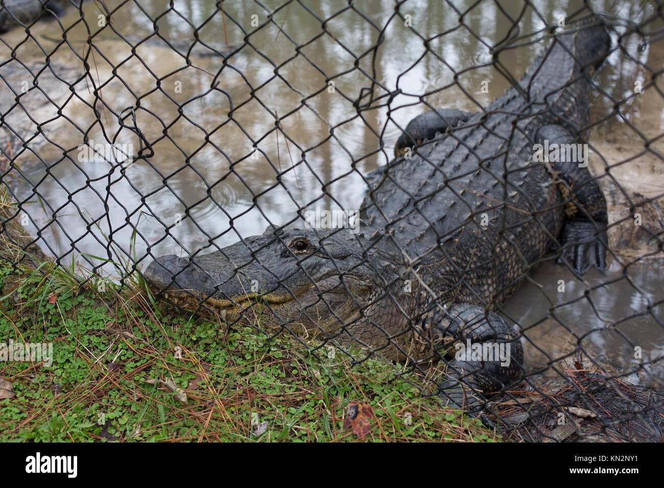 An American alligator behind a fence, at the Reptile Discovery Center ...