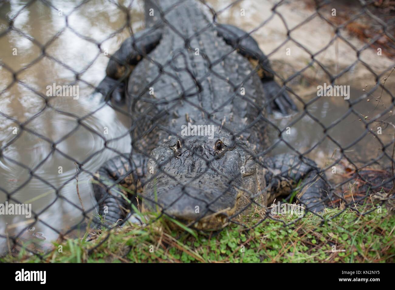 An American alligator behind a fence, at the Reptile Discovery Center ...
