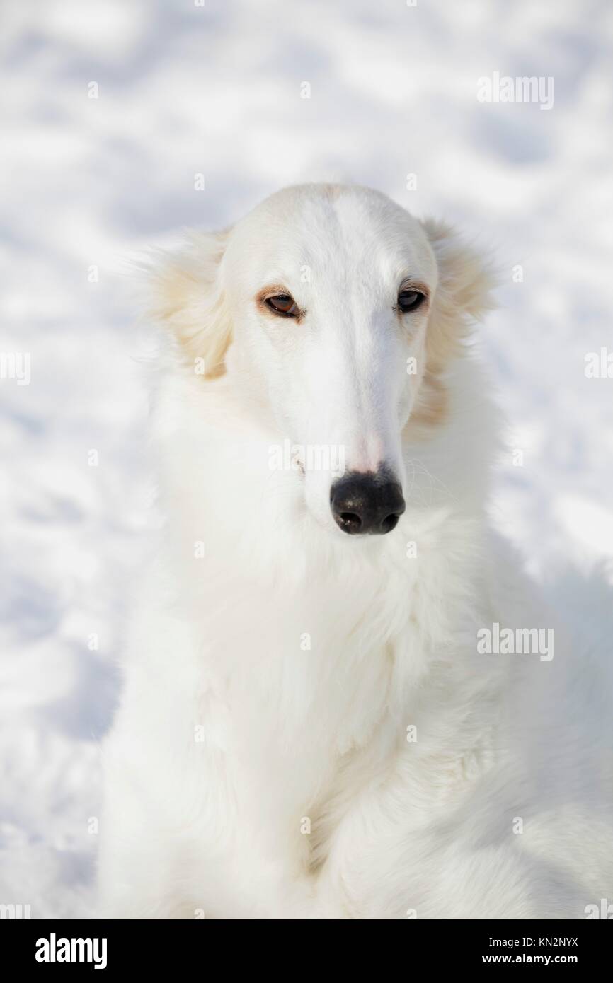 Borzoi hound hi-res stock photography and images - Alamy