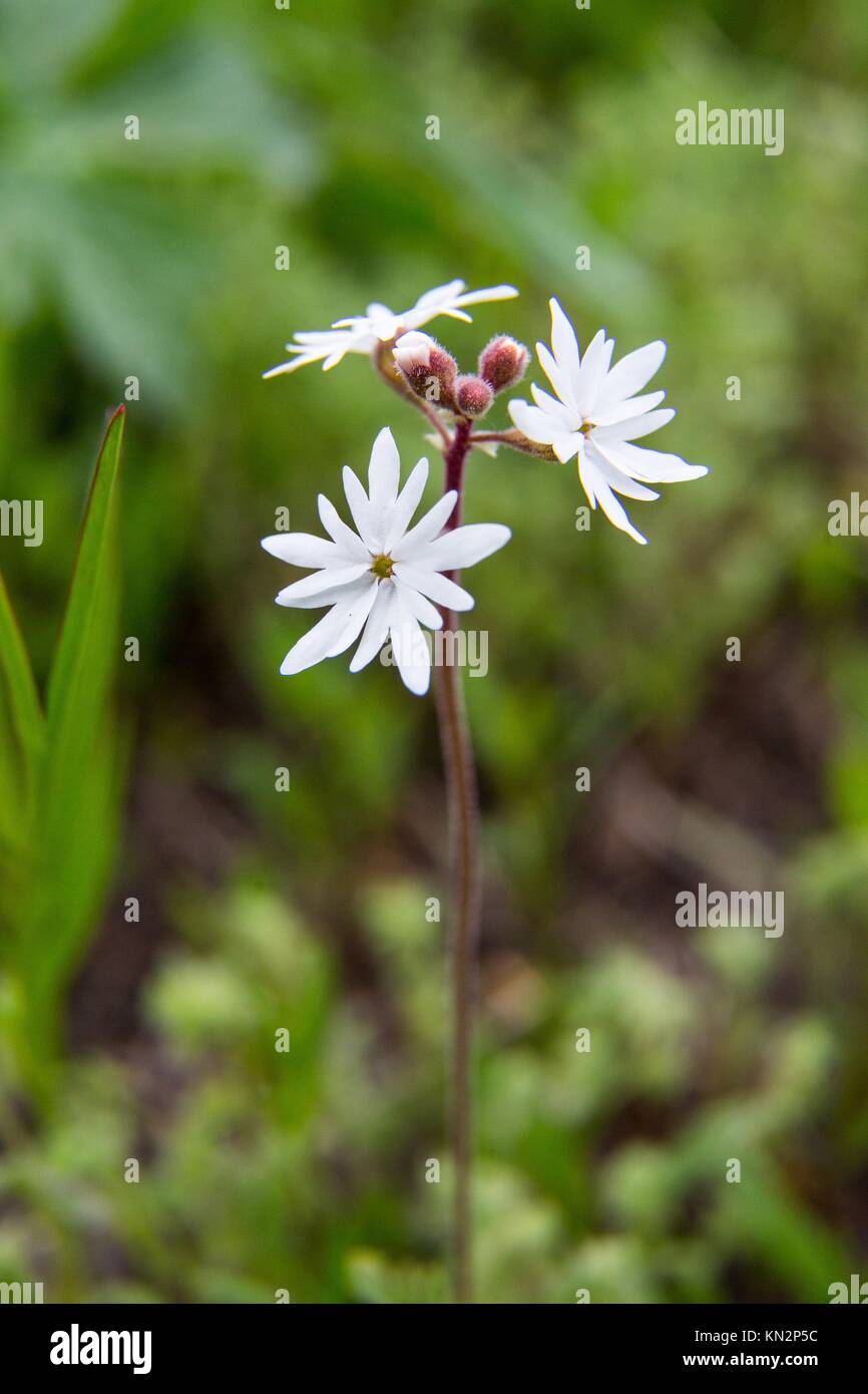 Wild bulbous woodland star flowers bloom at the Yellowstone National ...