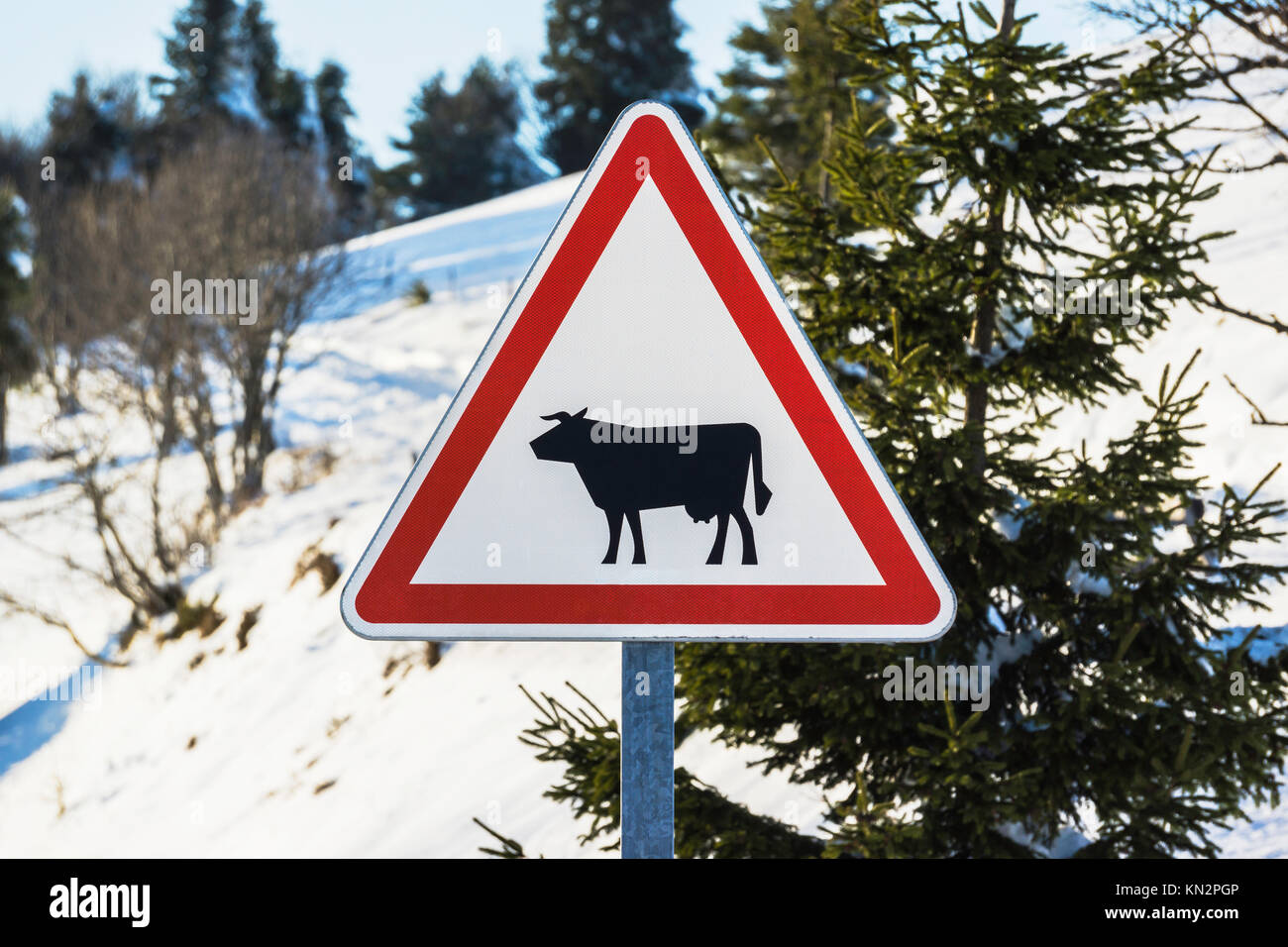 Beware of cattle sign hi-res stock photography and images - Alamy