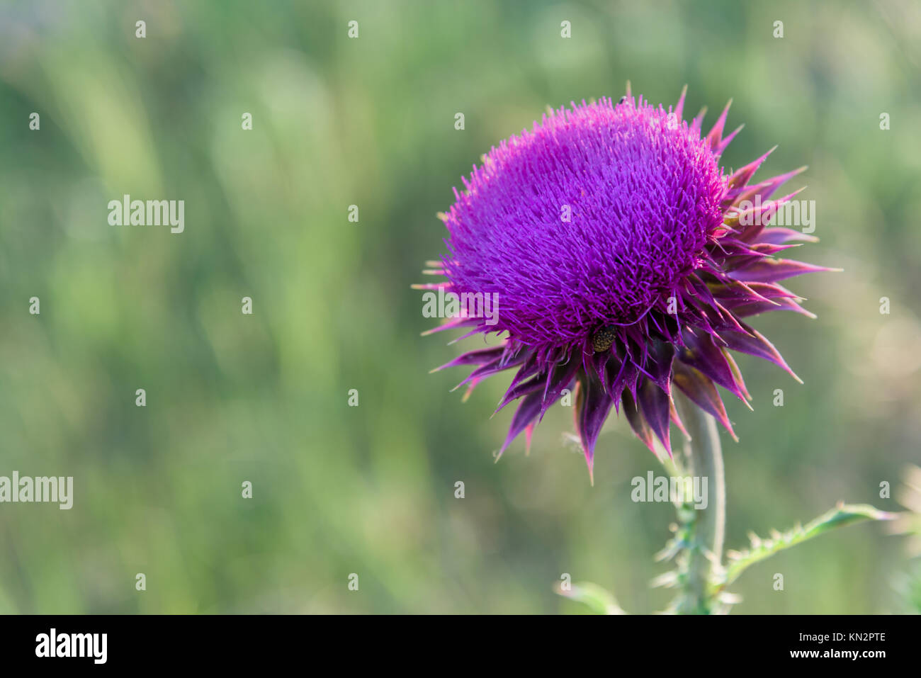 Commonthistle hi-res stock photography and images - Alamy