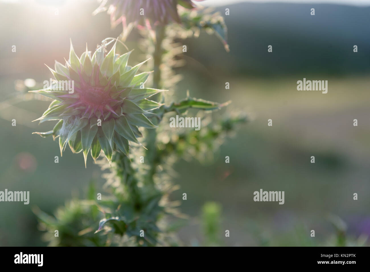 Pink thistle hi-res stock photography and images - Alamy