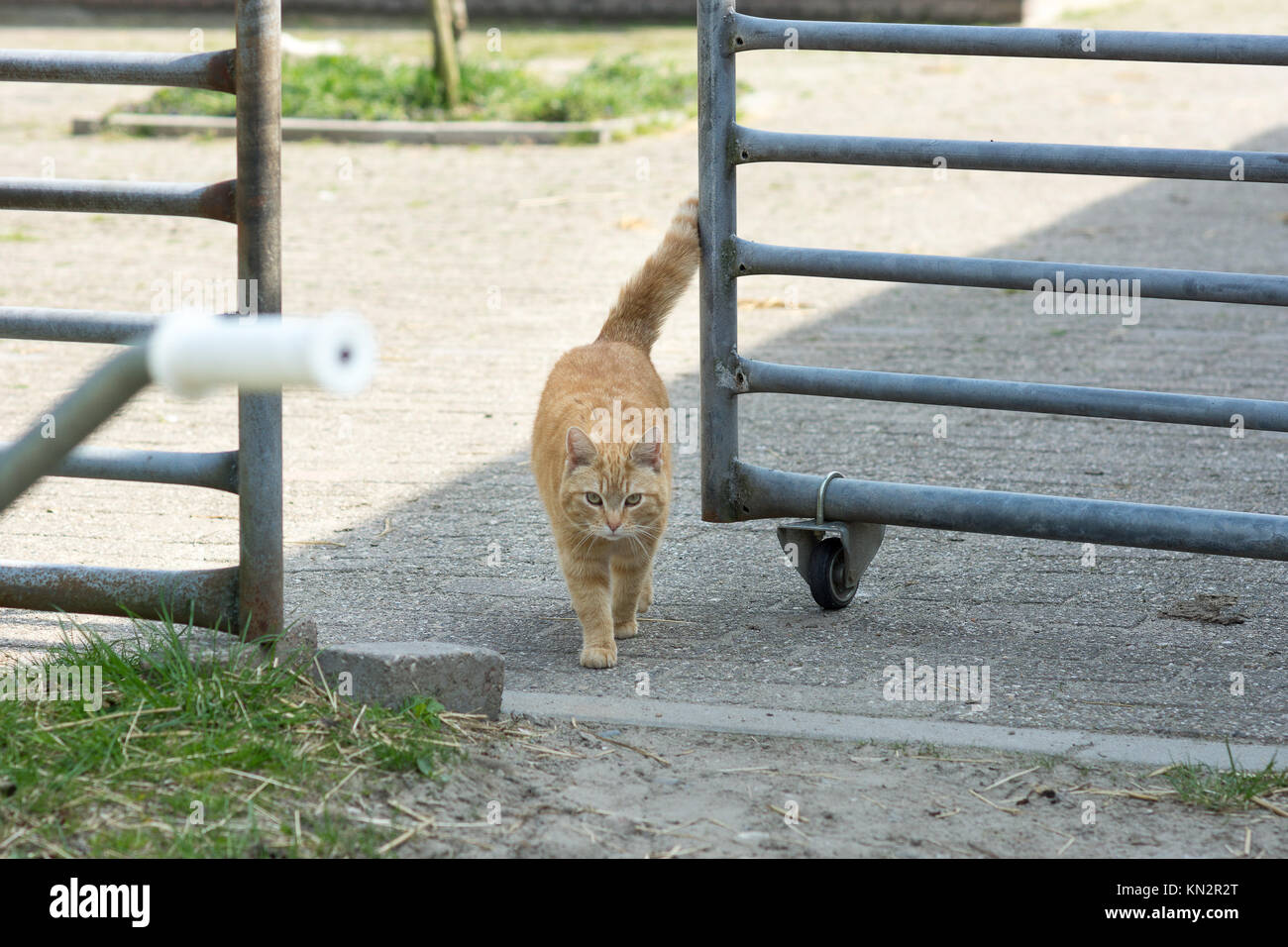 Orange tabby farm cat, female, walking through horse grate at ...