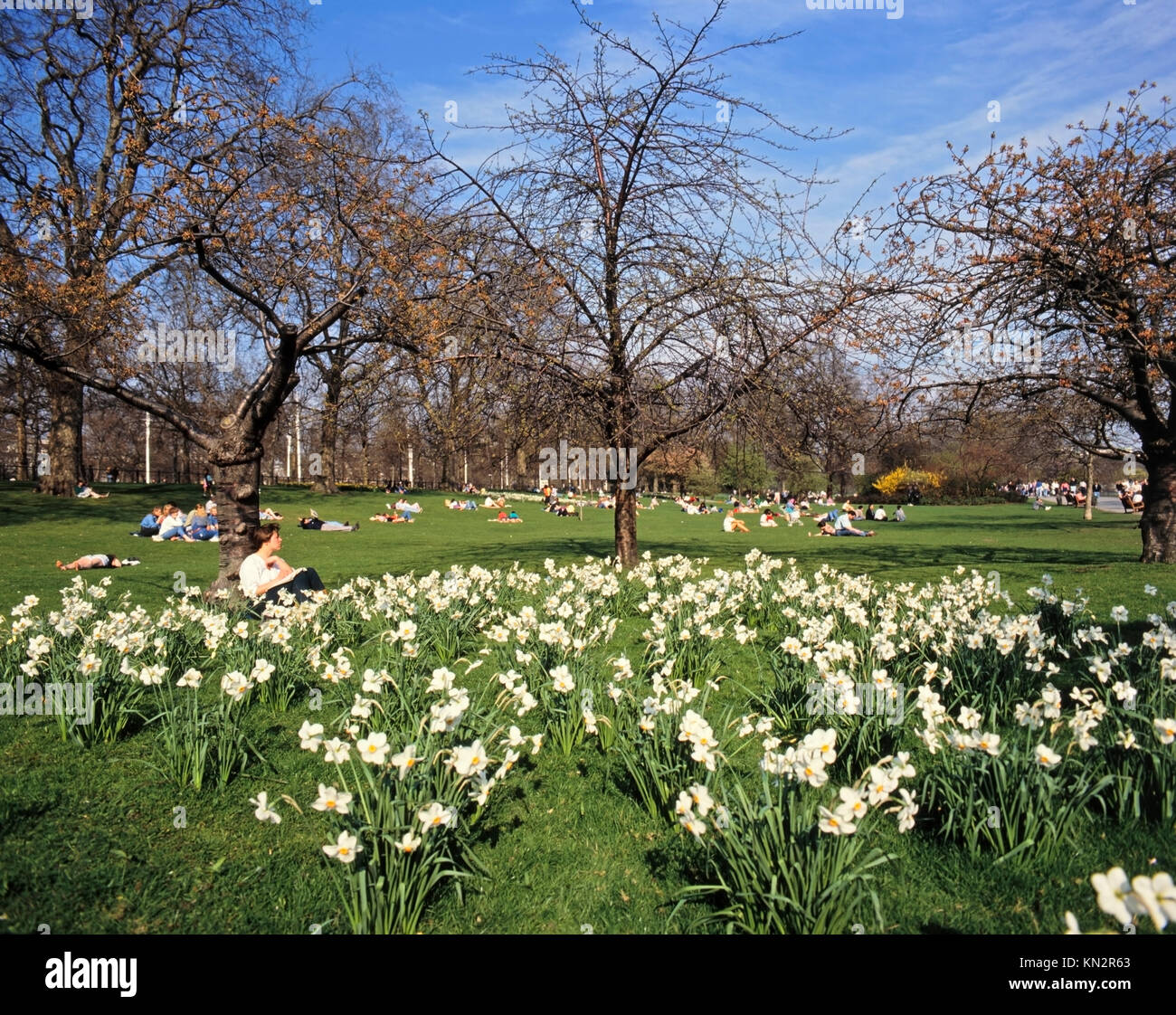Daffodils in St James's Park in springtime, London, England, United ...