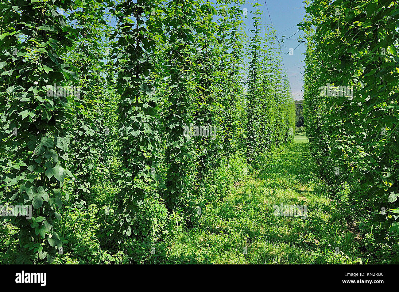 Cultivation horizontal foreshortening hi-res stock photography and ...