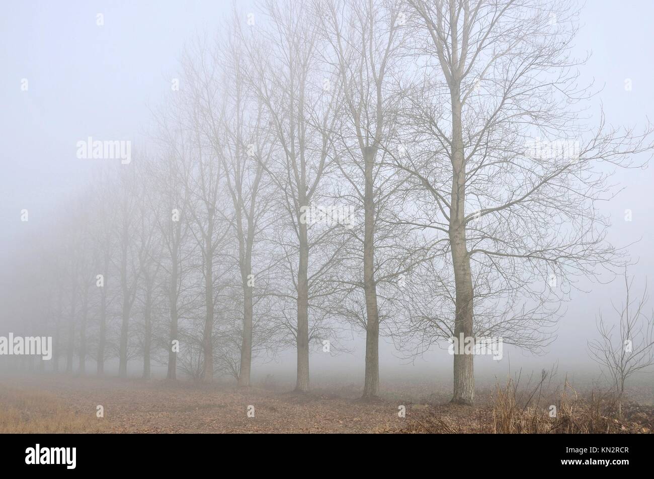 Winter tree line hi-res stock photography and images - Alamy