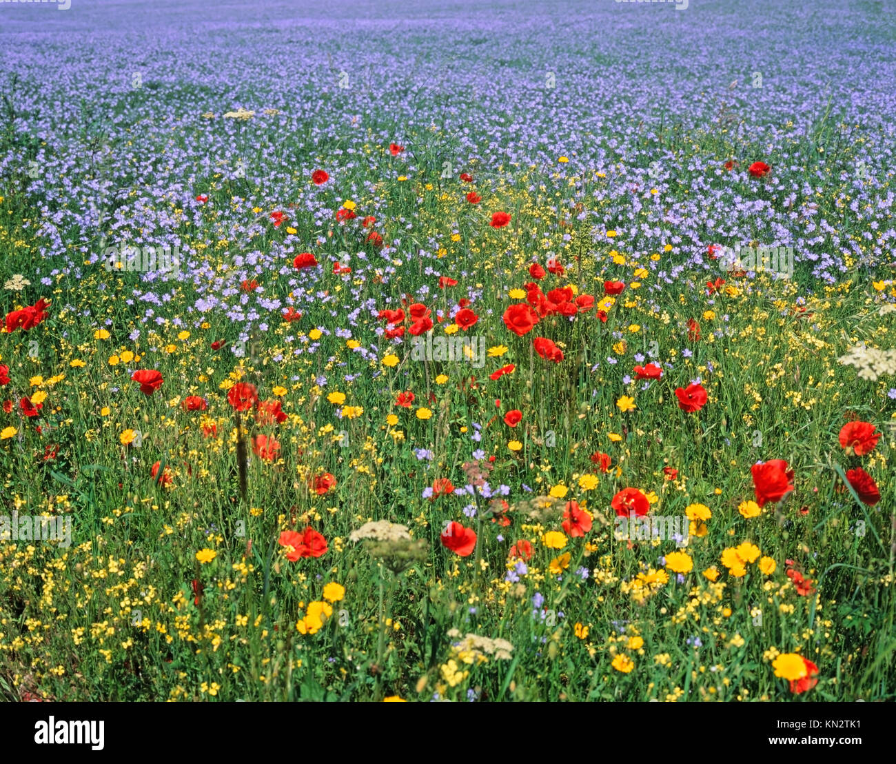 Flax field or linseed field, also known as common flax field, with ...